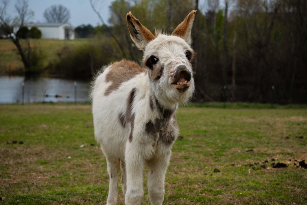 Our Animals - Wild Ones Ranch